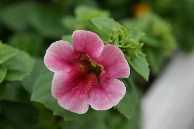 צמחים פורחים לקראת החורף